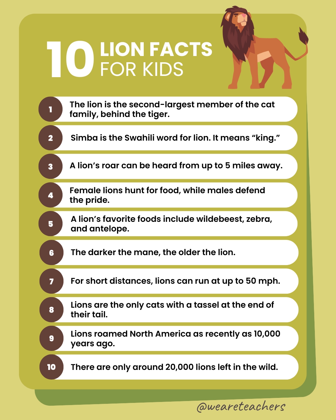 Surprisingly fun facts about lions - Blog.nidoproject.com